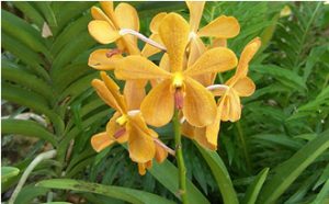 Mokara Orchid flower - Care, Fertilization, Watering and repotting